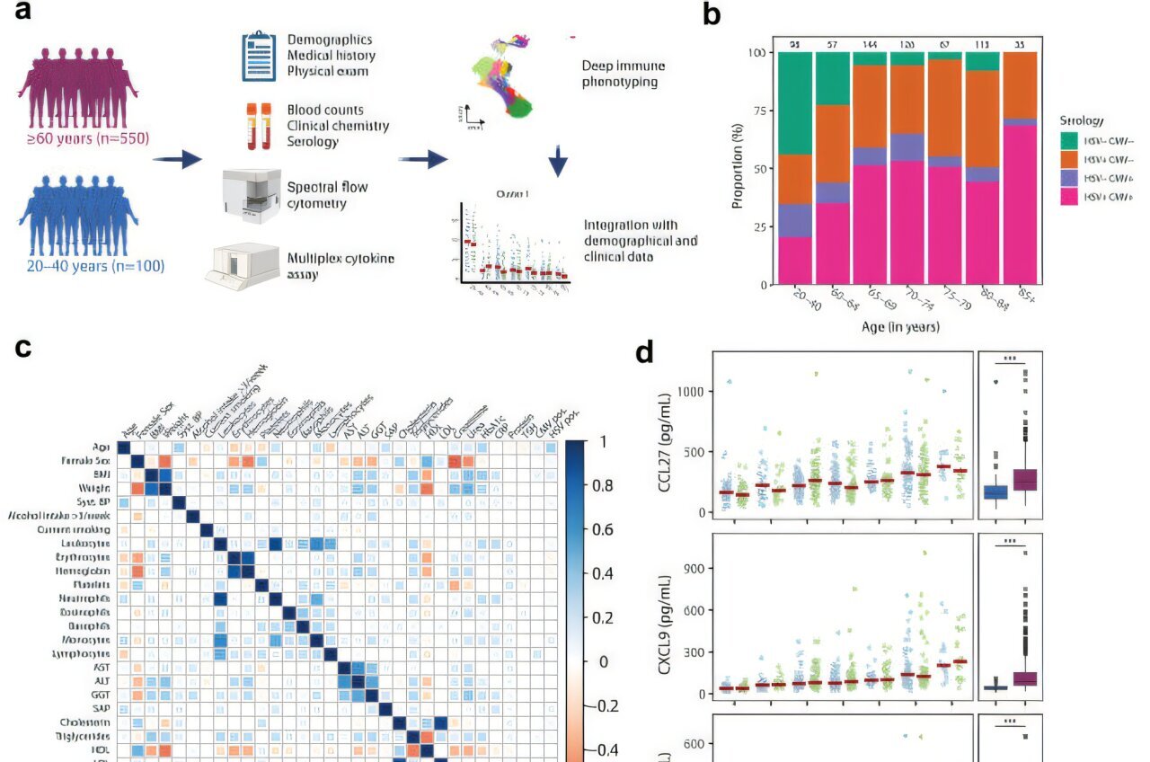 Immune system's age-related changes mapped with unprecedented detail