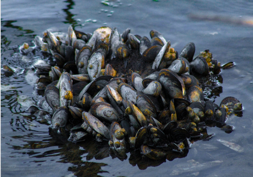 11 Invasive Species That Could Cripple America’s Ecosystems Faster Than ...