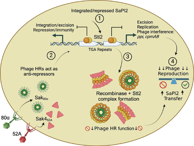 Bacteria's viral defense mechanism linked to antibiotic resistance