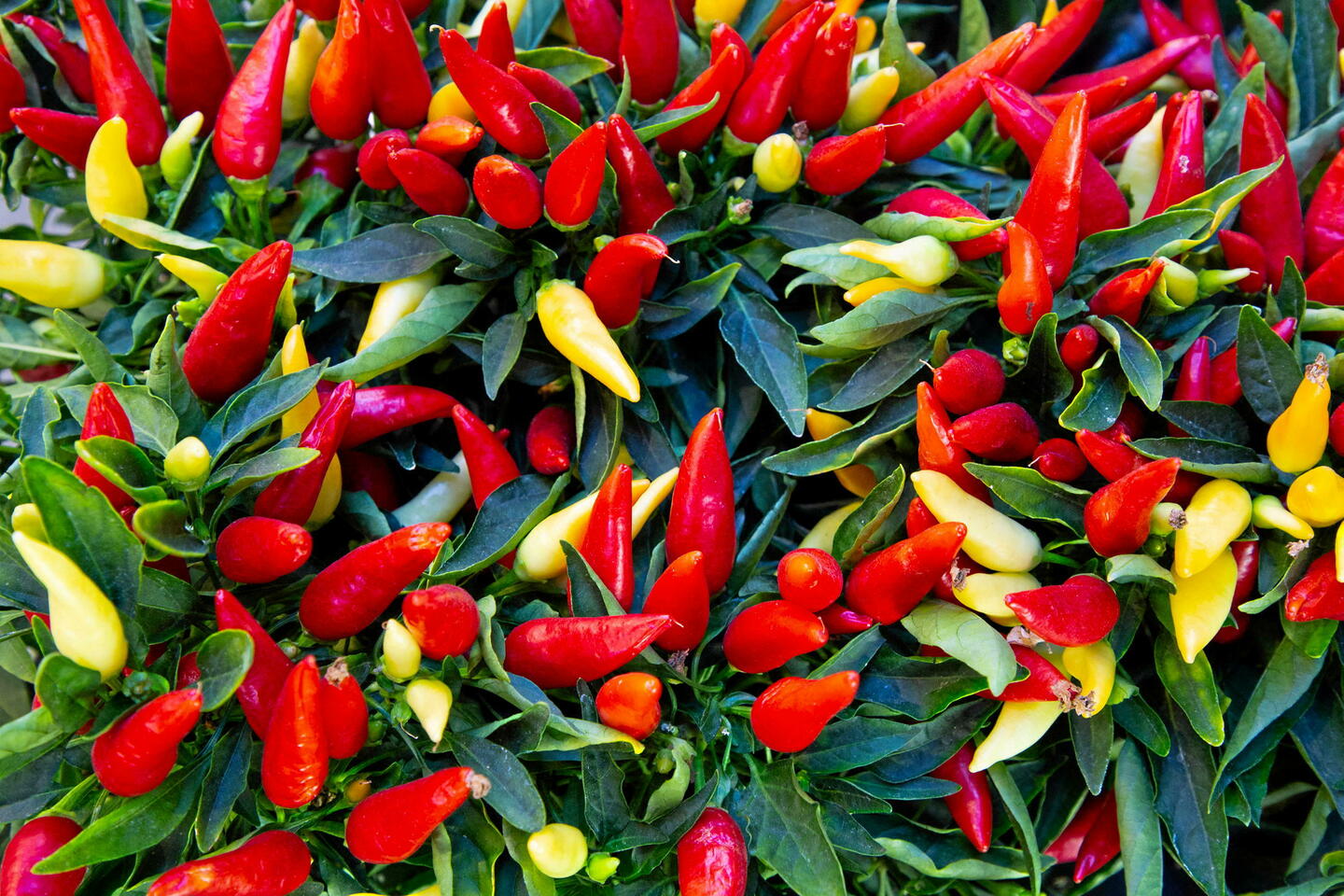 Challenge « Hot Ones » : est-il dangereux de manger du piment ultrafort