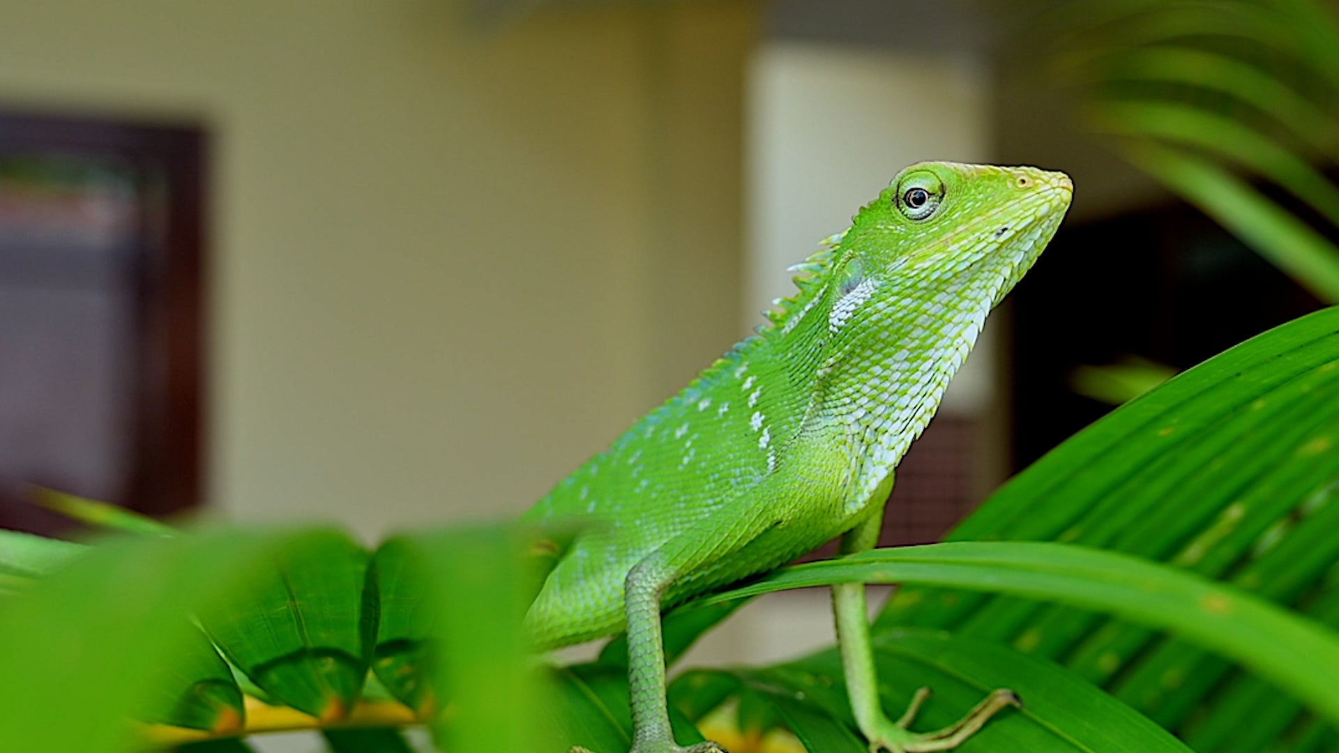 Why Humans Should Take Their Cues From Lizards This Spring