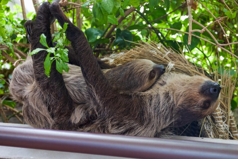 Video of Baby Sloth Born Directly in Front of Stunned Visitors at Zoo ...
