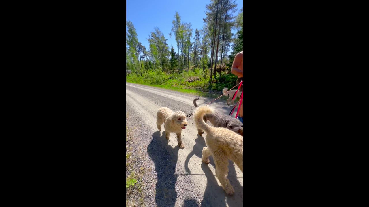 Man Walks Ten Doodles at Once
