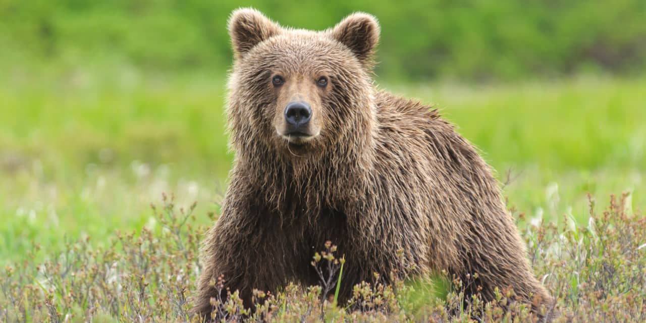 Nasdaq tumbles to join Russell 2000 in bear market. Here’s what history ...