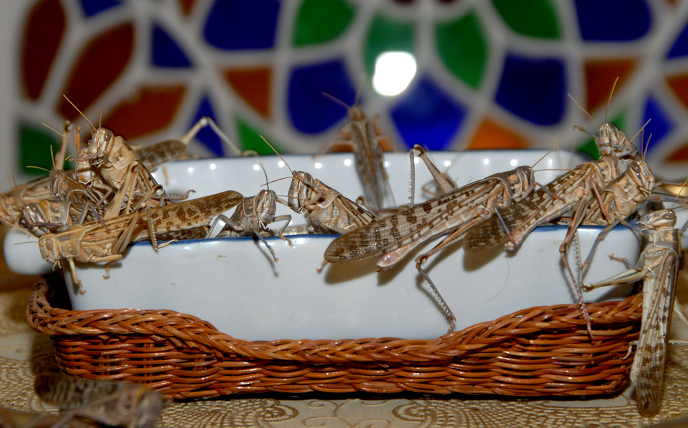 How Moroccans fried locusts in Argan oil, boiled and grilled them into ...