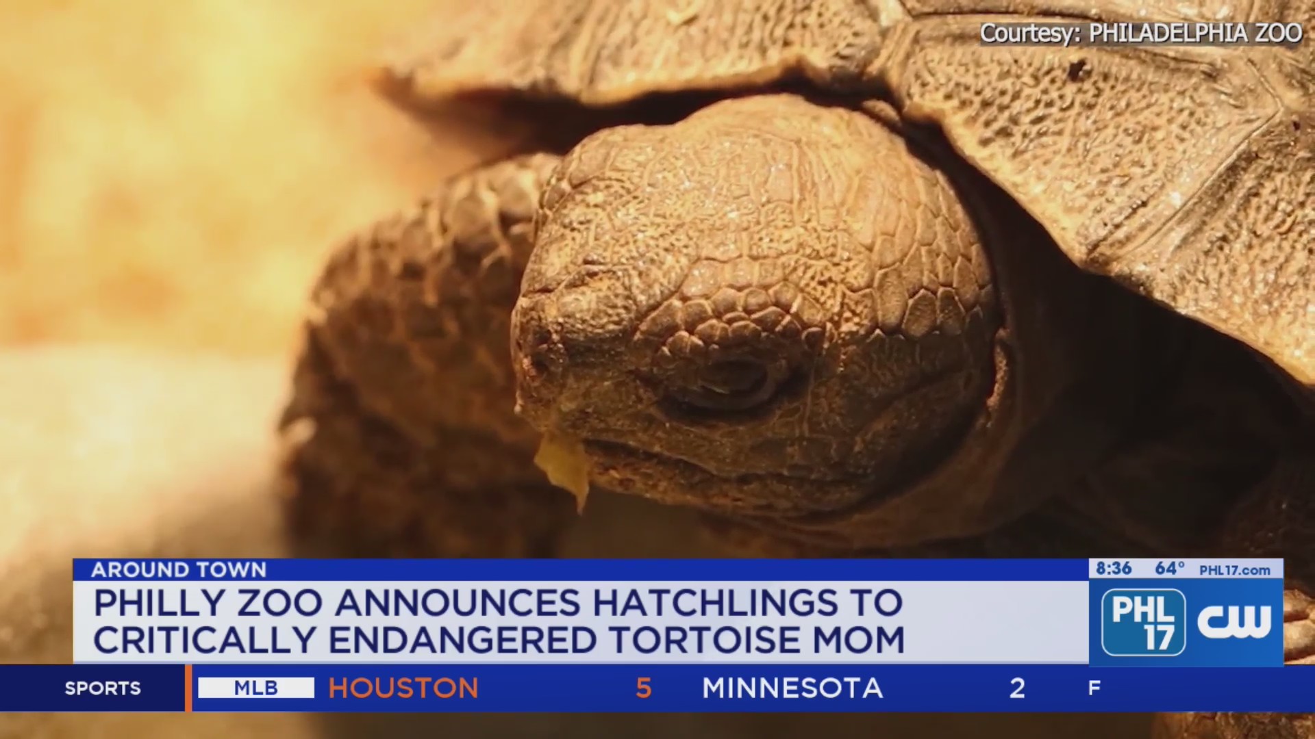 Philly Zoo's 100-year-old tortoise gives birth to critically endangered ...