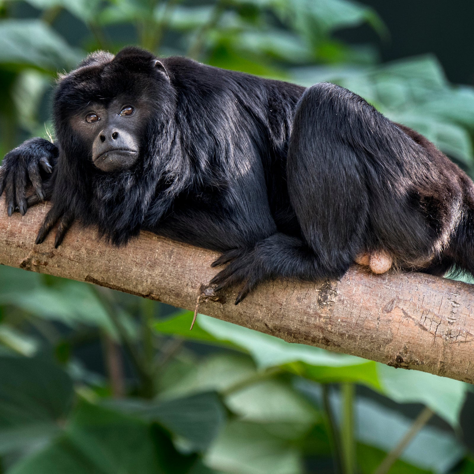 Monkeys are "best yodellers" in the world, study says
