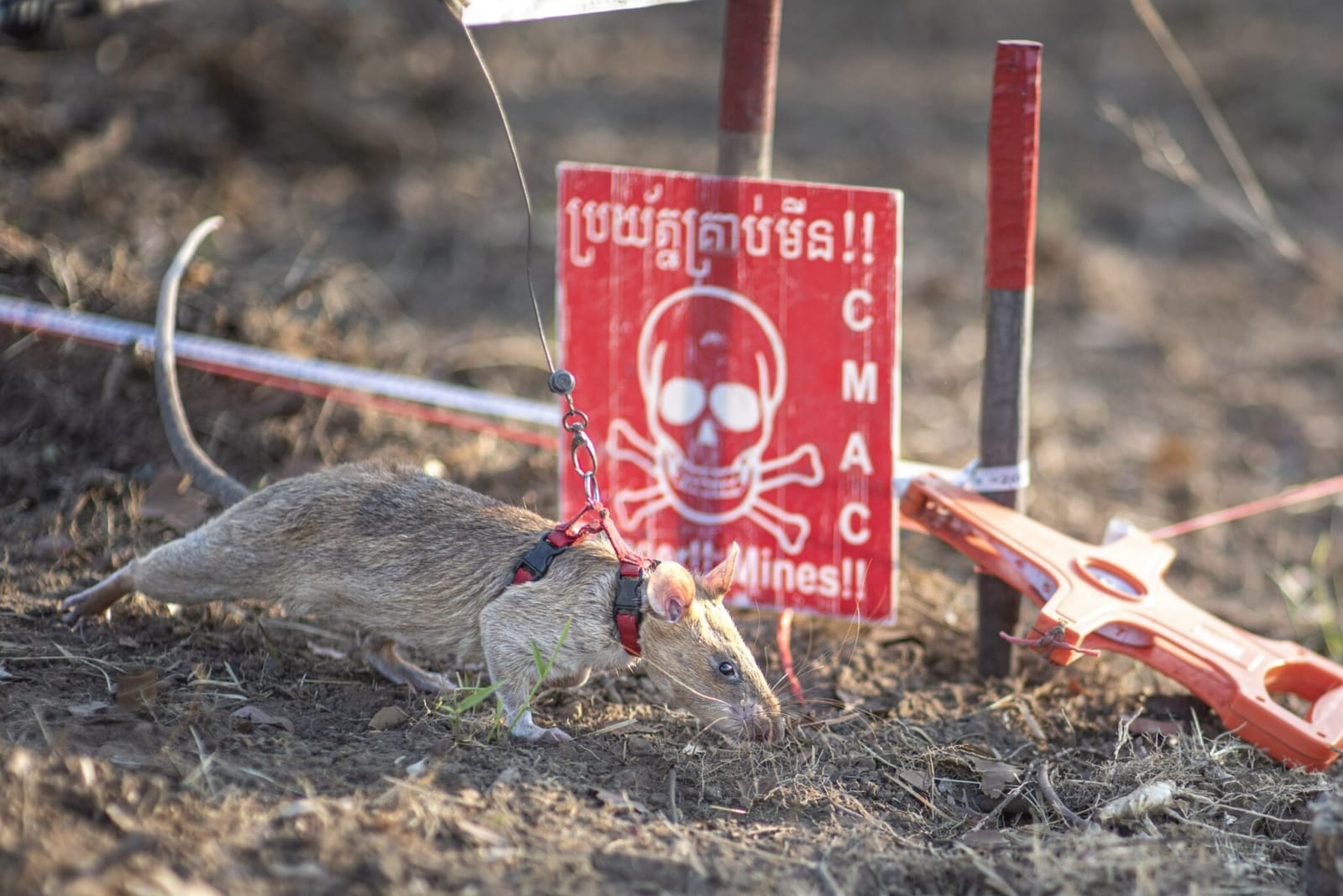 African pouched rat wins Guinness World Records for mine detection