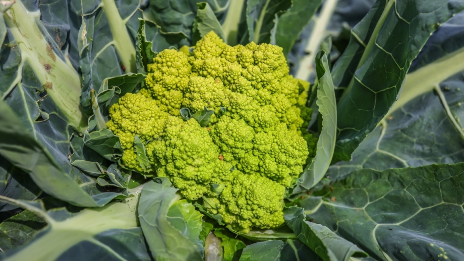 How to Plant, Grow, and Care for Romanesco Broccoli