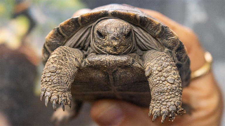 100-year-old tortoise gives birth to critically endangered hatchlings