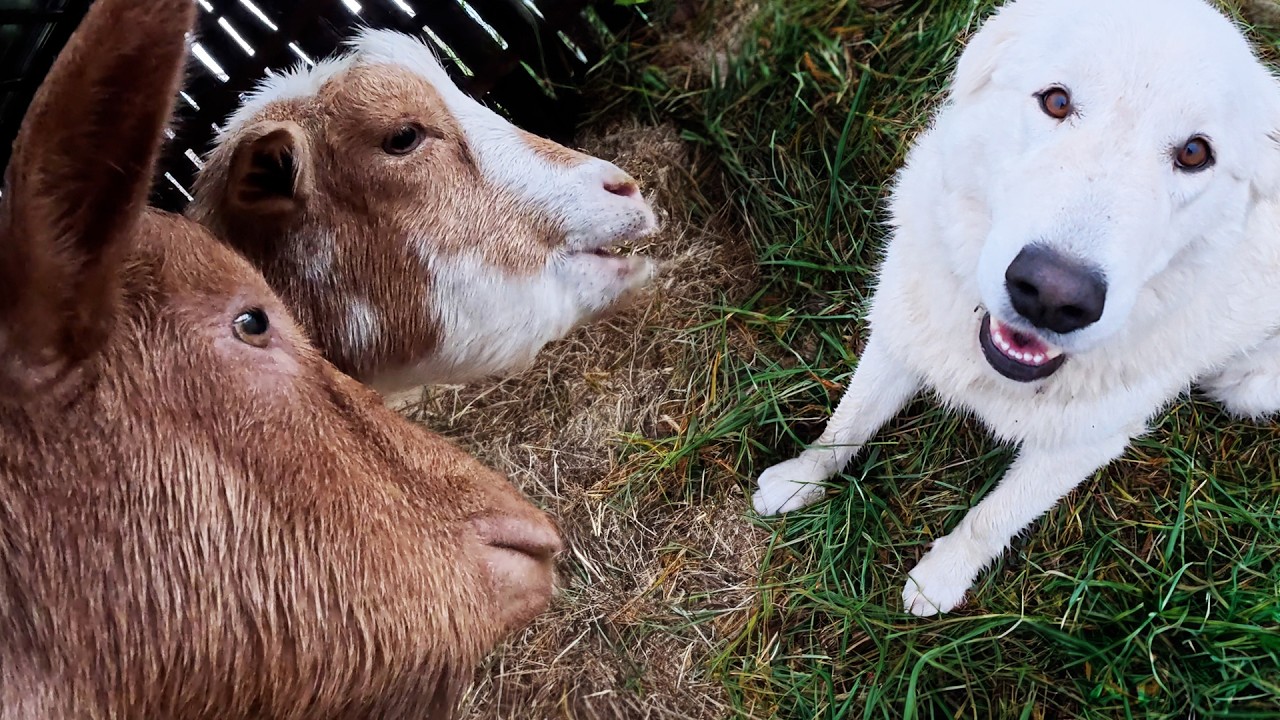 The failed logistics of modern homesteading revealed