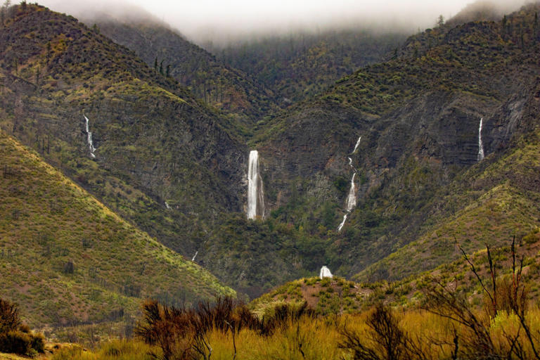USDA orders California national forests open for major logging