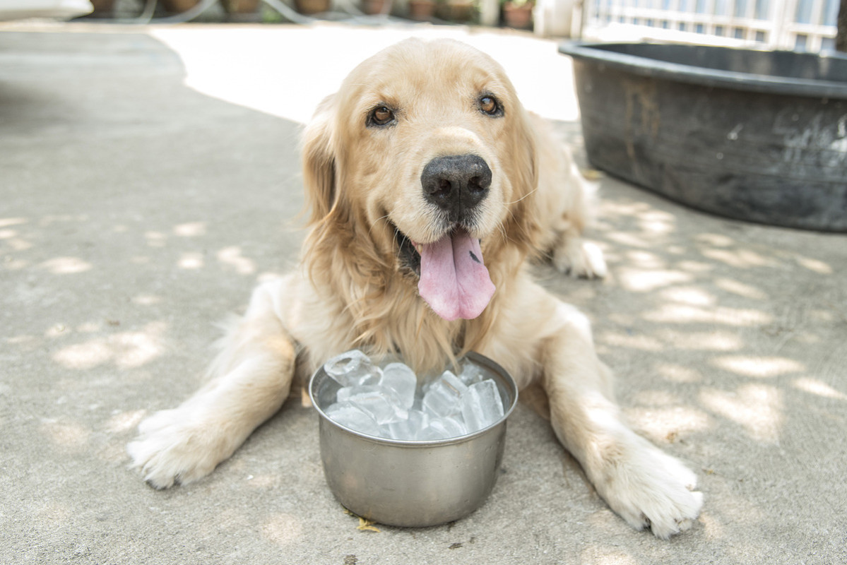 Keep Floors Dry and Dogs Happy With This No-Spill Bowl