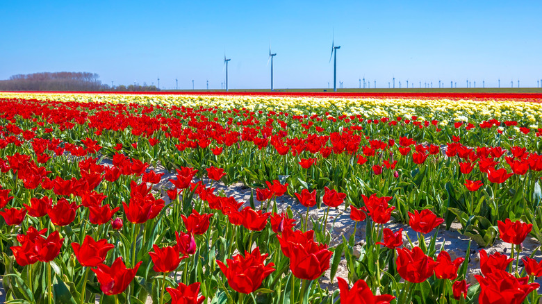 One Of Europe's Most Beautiful Destinations Is A Peaceful Dutch Island ...