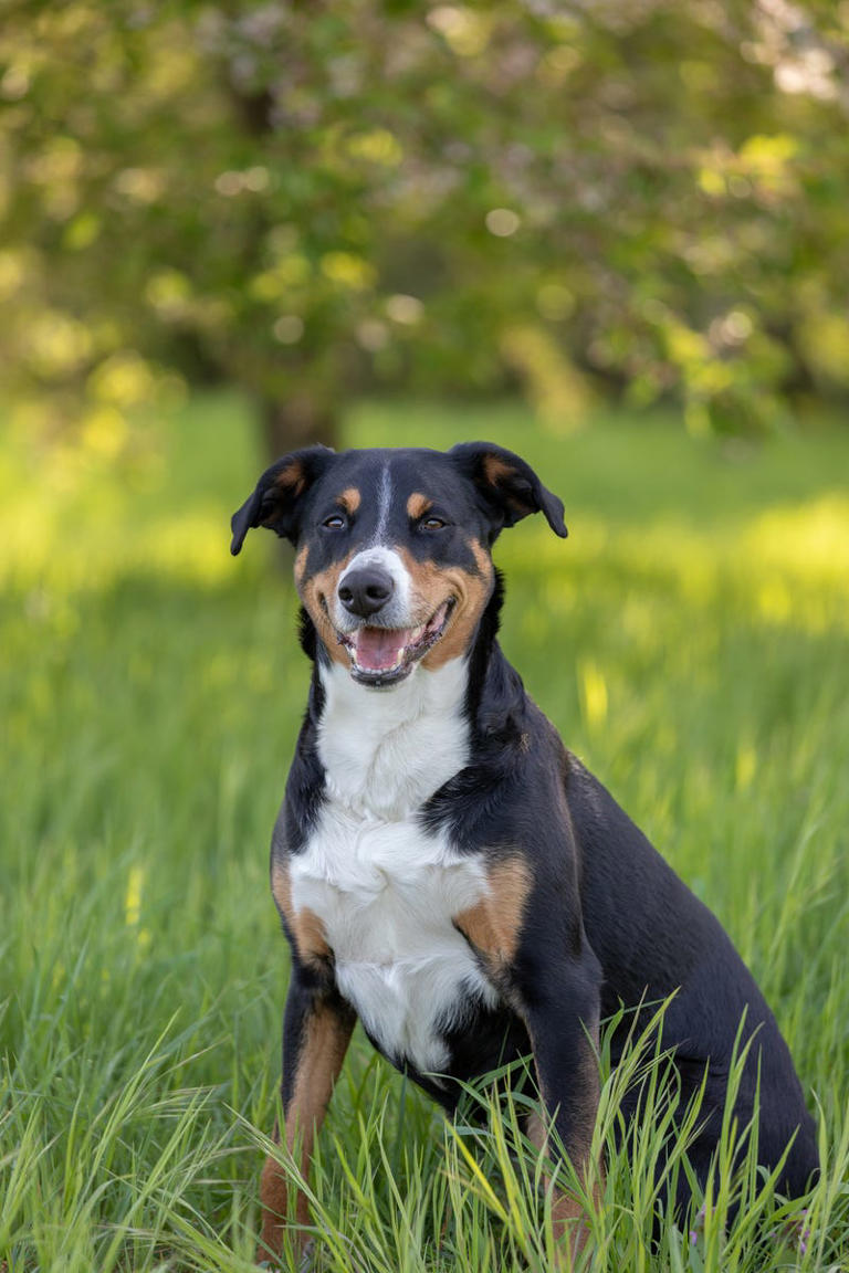 The 24 best dog breeds for runners – and how to run safely with your ...
