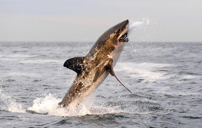 Sharks Breach During Huntington Beach Surf Contest (Video)