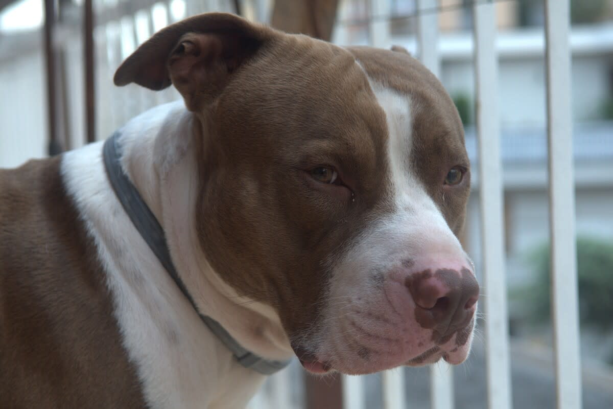 Sad Story of Former Support Lab Mix Winding Up in Shelter Is Shattering ...