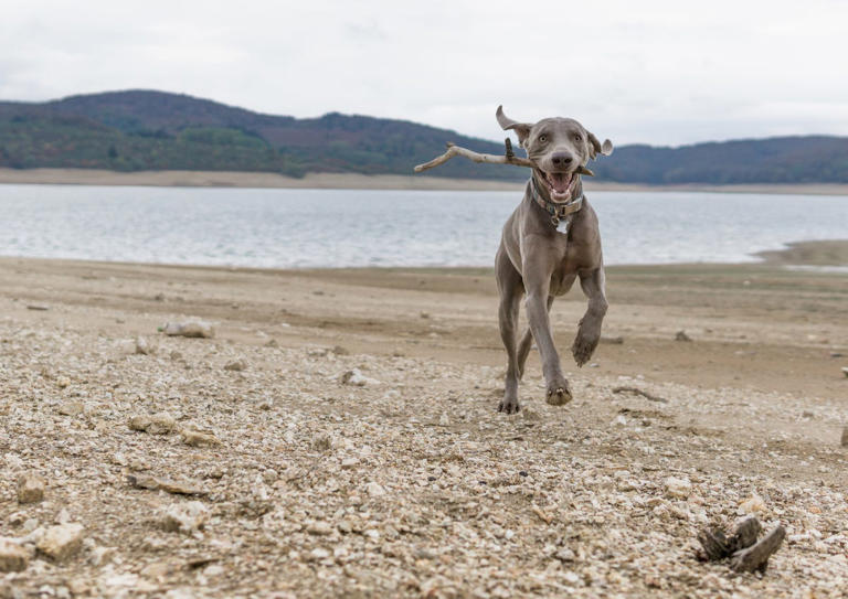 The 24 best dog breeds for runners – and how to run safely with your ...