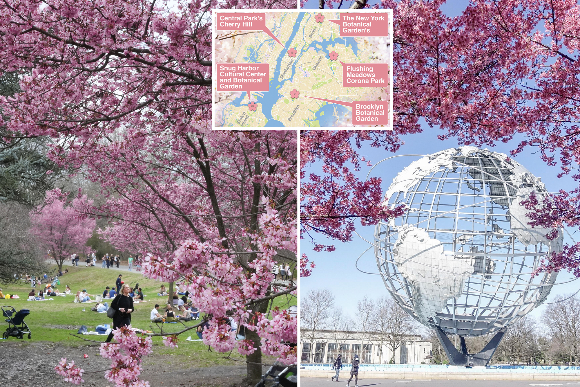 Cherry blossoms are blooming in NYC: Here’s where to see them in 2025