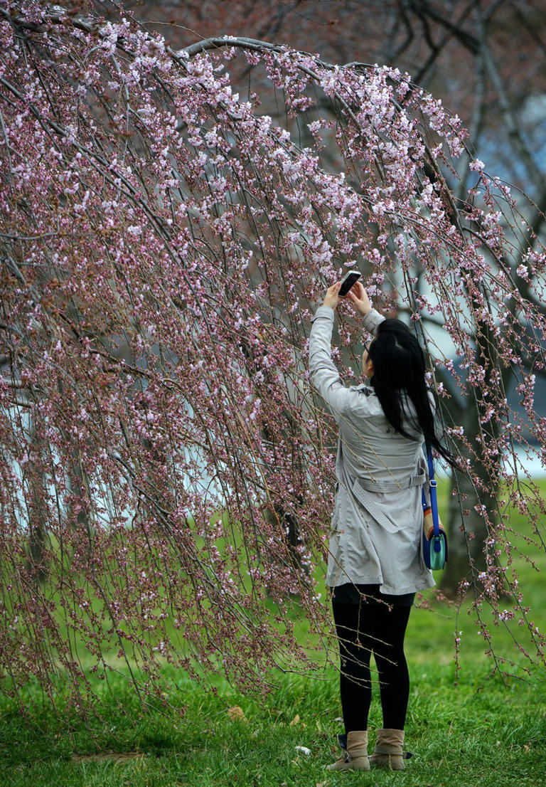 Cherry blossoms are blooming in NYC: Here’s where to see them in 2025