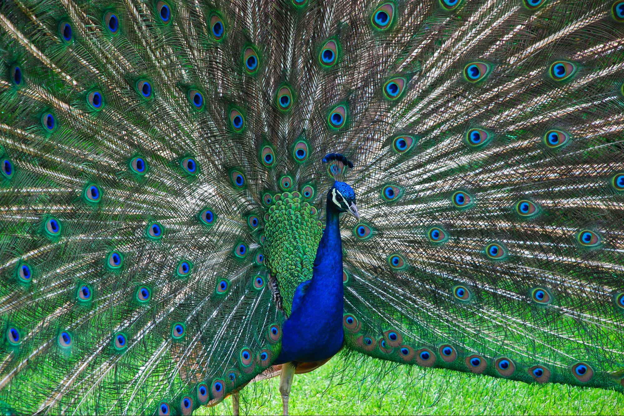 Saving the Cultural Legacy of Wild Animals