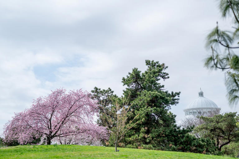 Cherry blossoms are blooming in NYC: Here’s where to see them in 2025