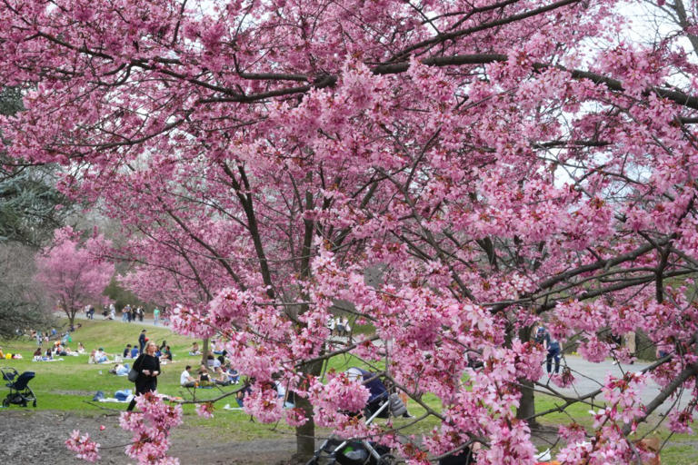 Cherry blossoms are blooming in NYC: Here’s where to see them in 2025