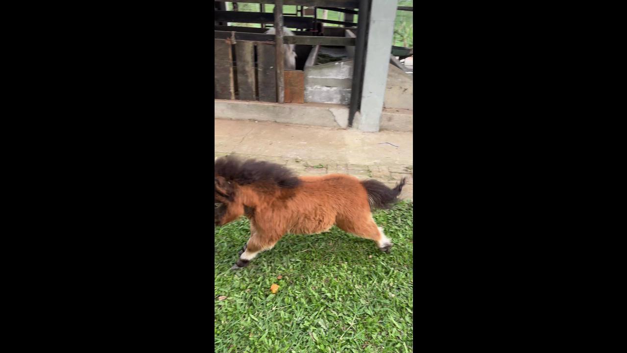Miniature Horse Gets The Zoomies