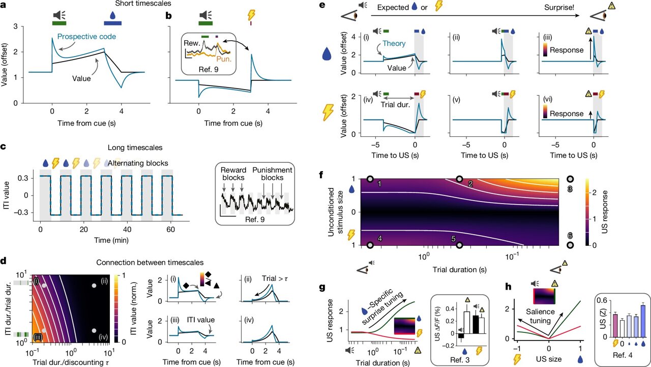 Serotonin functions as 'prospective code for value' in brain's reward ...