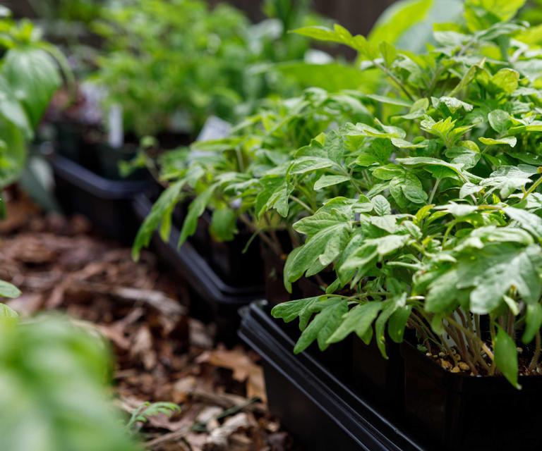 What does it mean to 'harden off a plant'? Experts explain this ...