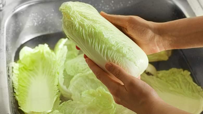 How To Properly Wash Cabbage And Rinse Away Gunk Hiding In The Leaves