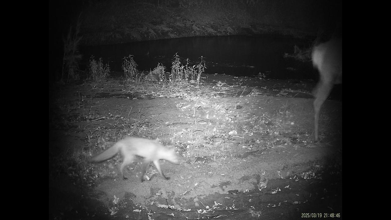 Two Unlikely Friends Out for Late Night Walk