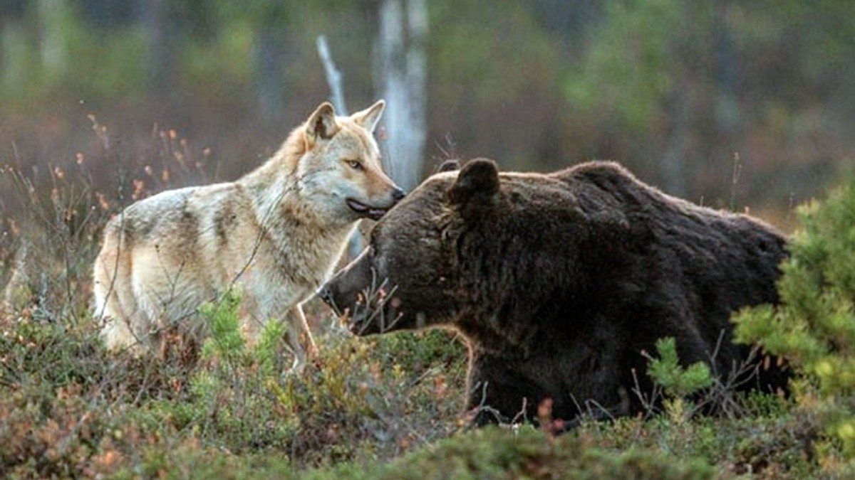 Fotógrafo captura la inusual amistad entre un oso y una loba