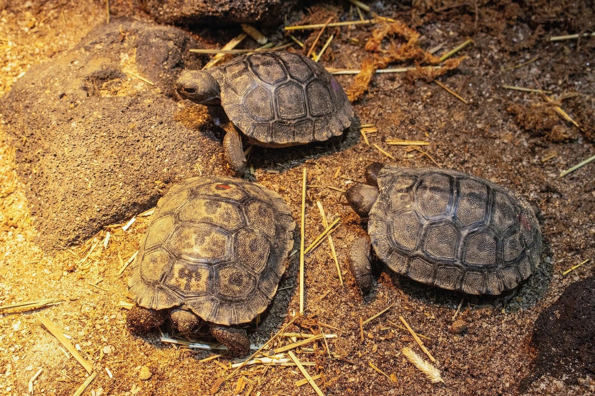 Critically endangered tortoises hatched for the first time in zoo’s 150 ...