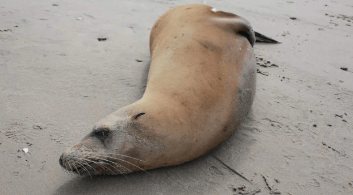 Sick sea lions, other mammals stranded on beaches in Baja, Southern ...