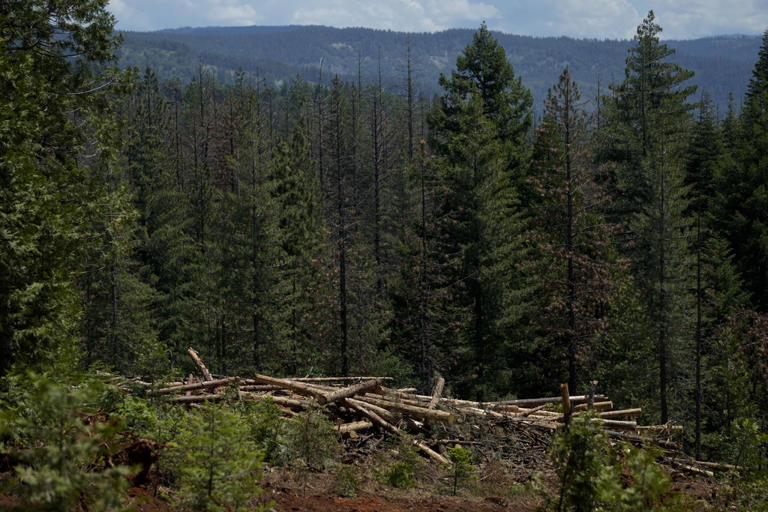Trump administration rolls back forest protections in bid to ramp up ...