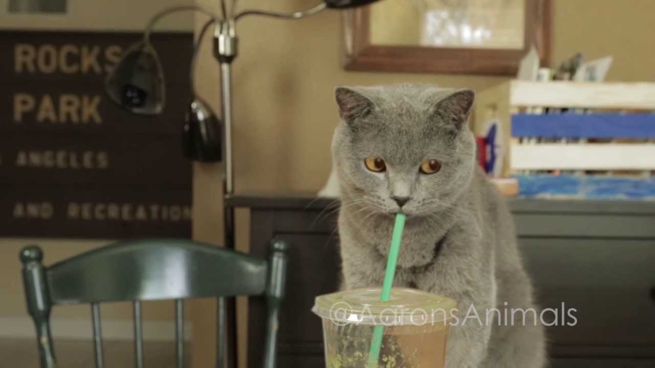 Cat’s Funny Reactions to 8 Everyday Pet Peeves Revealed