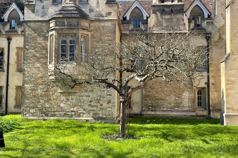 The true story about the Cambridge college tree said to have links to ...