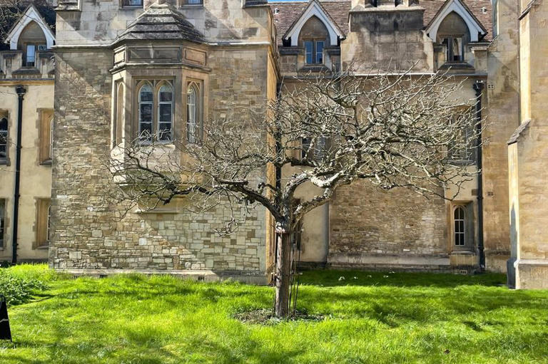 The true story about the Cambridge college tree said to have links to ...