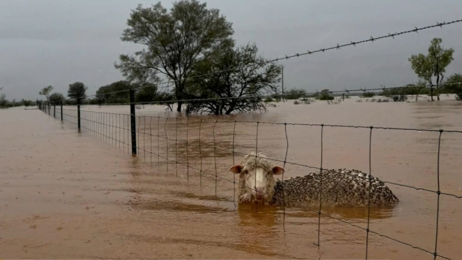 Rare flooding event creates striking oasis in the outback