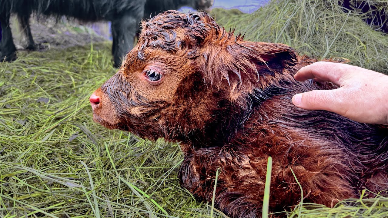 How mom reacted unexpectedly to a newborn calf