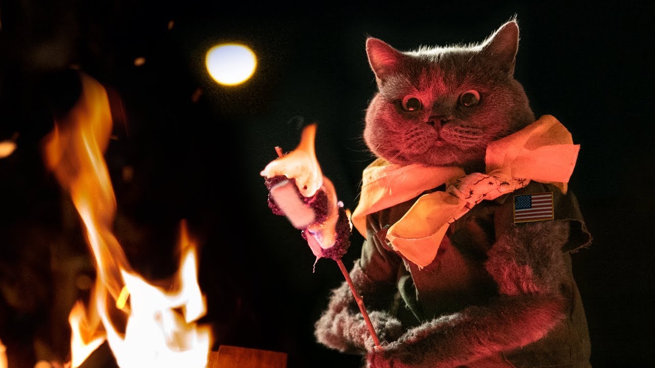 Owner learns life lessons from clever cat antics