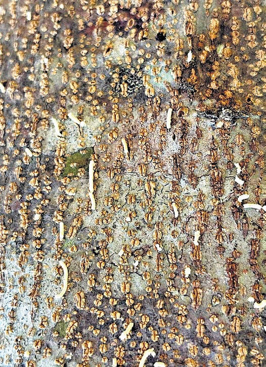 Island pinhole borer a nightmare for invasive ‘manja konna’ trees in Kerala