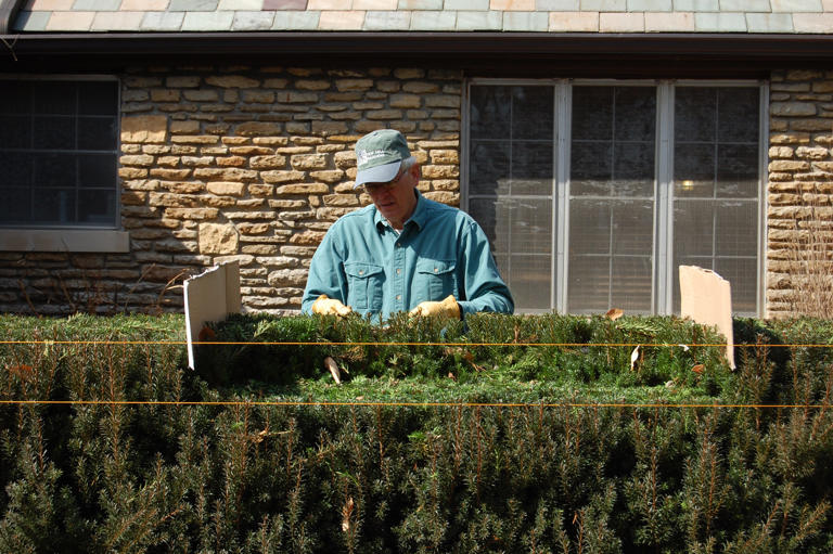 Planting a hedgerow? Here are 6 tips and tricks to know about how to ...