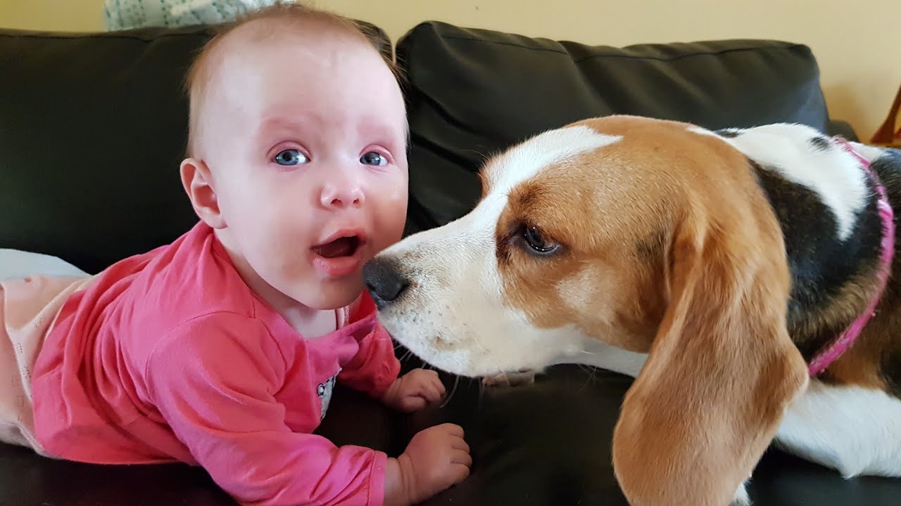 Protective Dog Watches Over Baby Gently