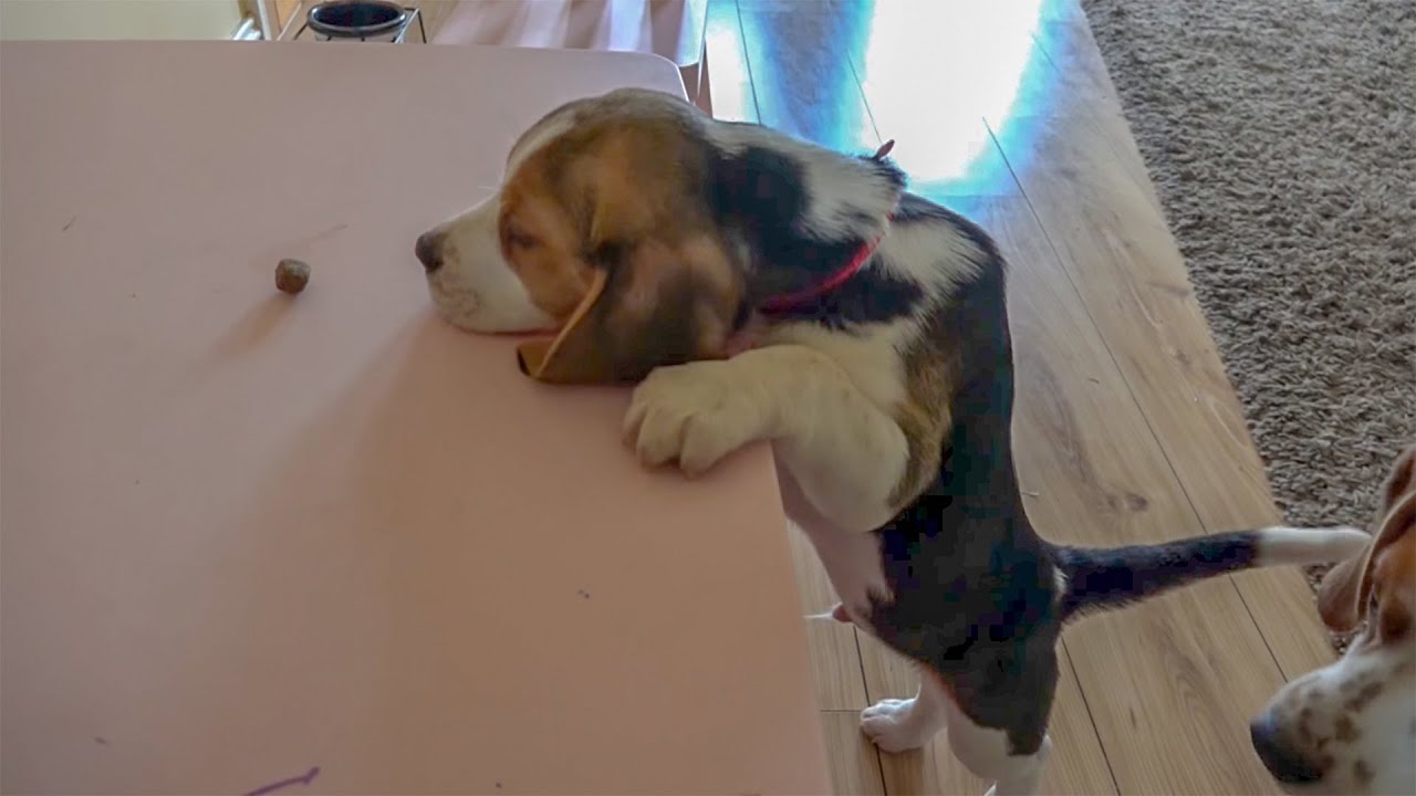 Beagle puppy steals treat in epic fail adventure