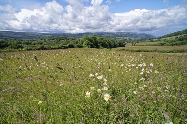 Swindon-based National Trust river project scoops UK award