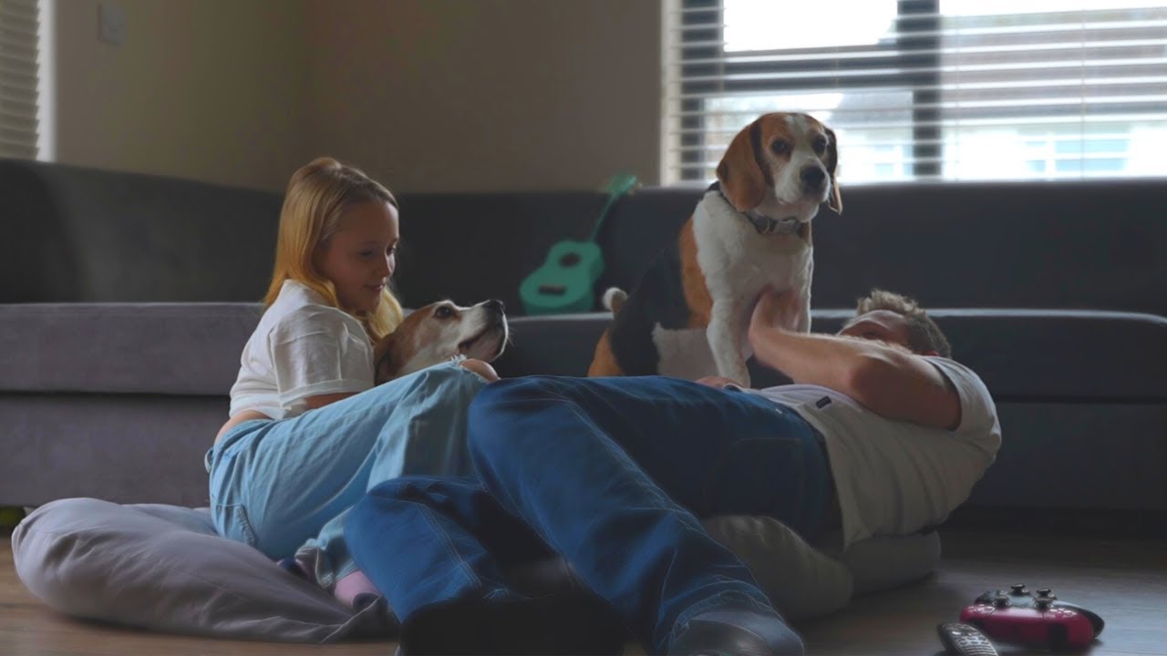 Dogs react hilariously when their bed gets stolen