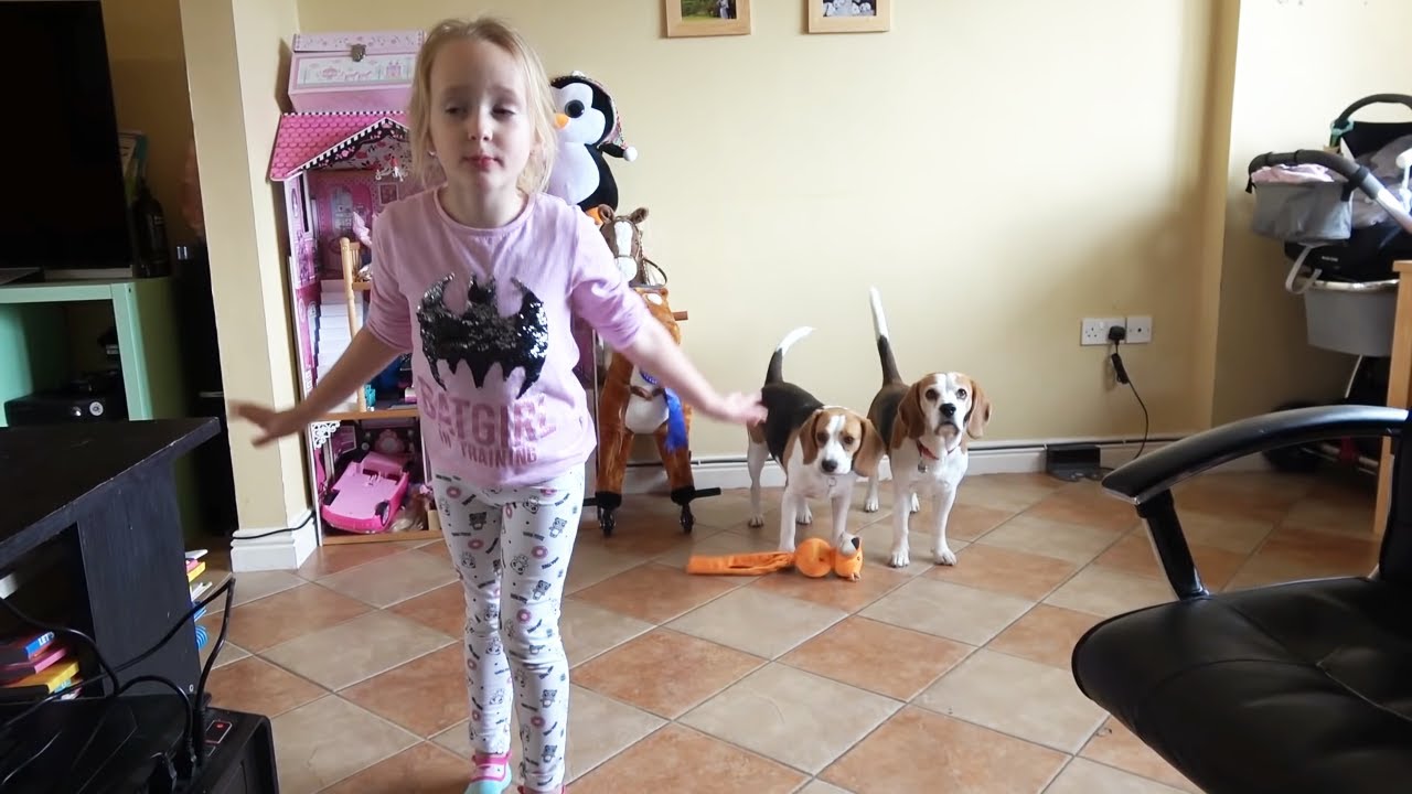 Beagles play hide-and-seek with a little girl