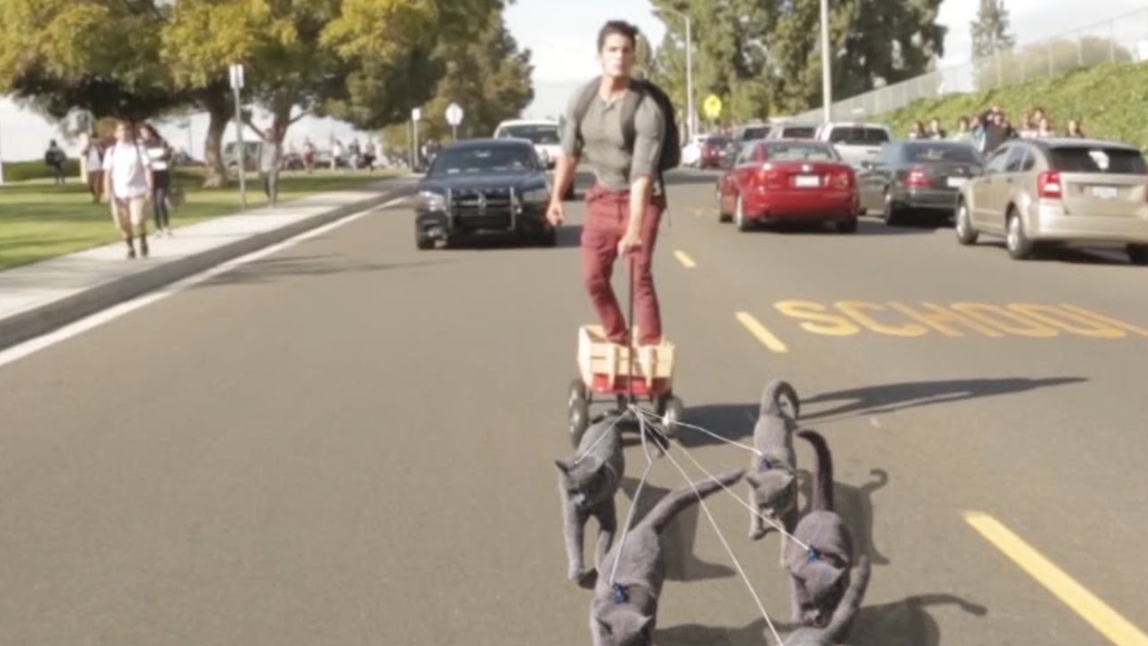 Watch multiple cats pull a sled in playful winter antics